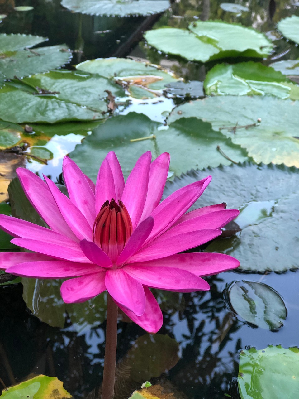 Flower Lilly Water - Free photo on Pixabay - Pixabay