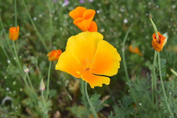 100+ Free California Poppy & California Images - Pixabay