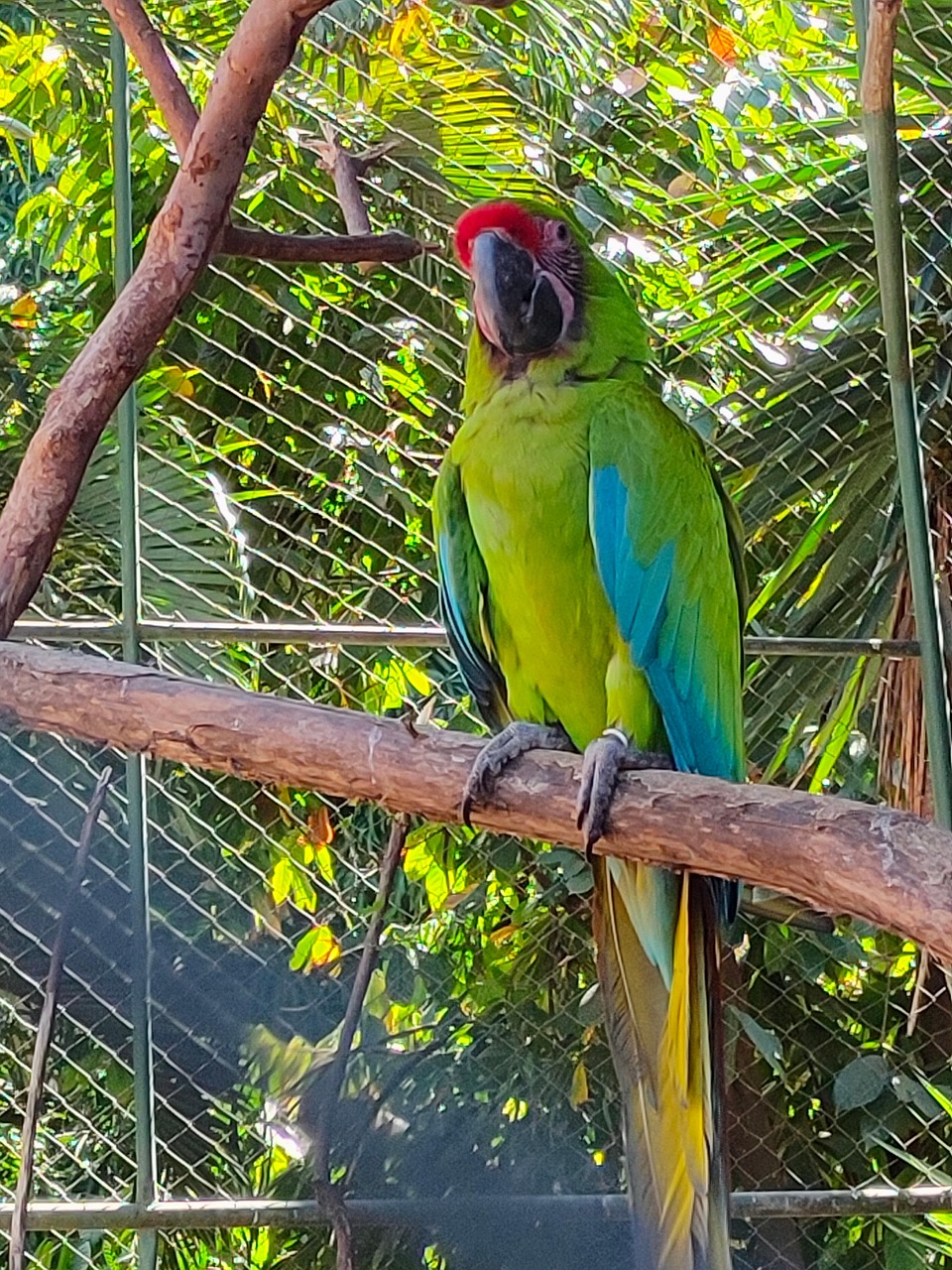 Loro Hablar - Foto gratis en Pixabay