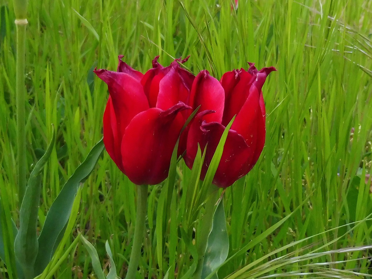 Bunga Padang Rumput Alam - Foto gratis di Pixabay - Pixabay