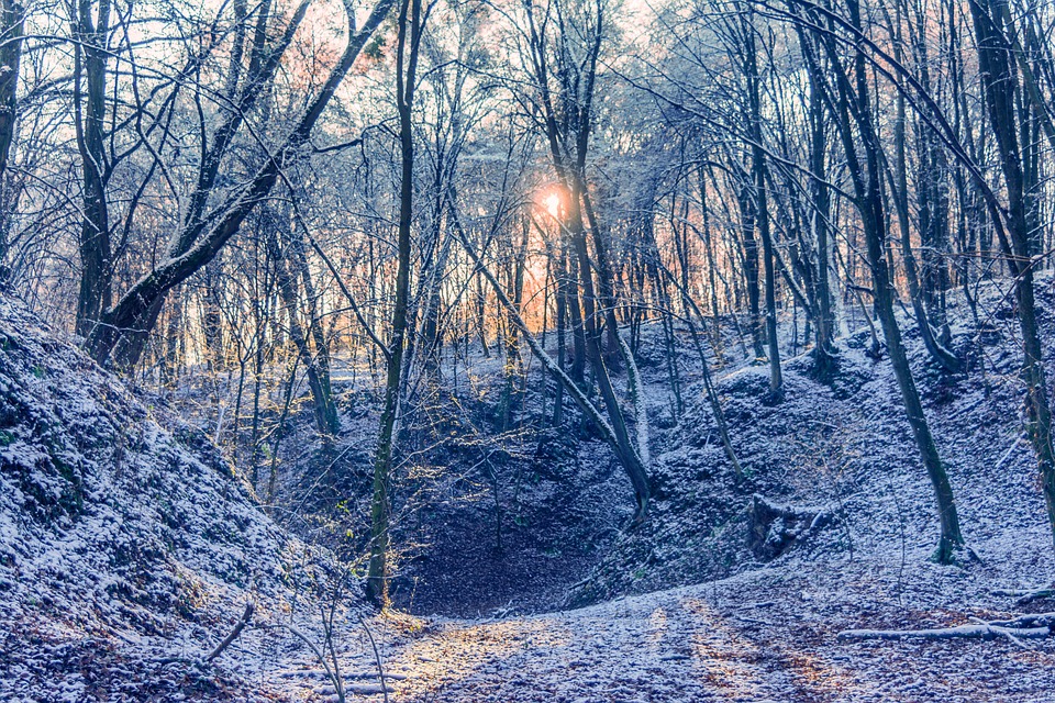 Winter Wald Schnee - Kostenloses Foto auf Pixabay - Pixabay