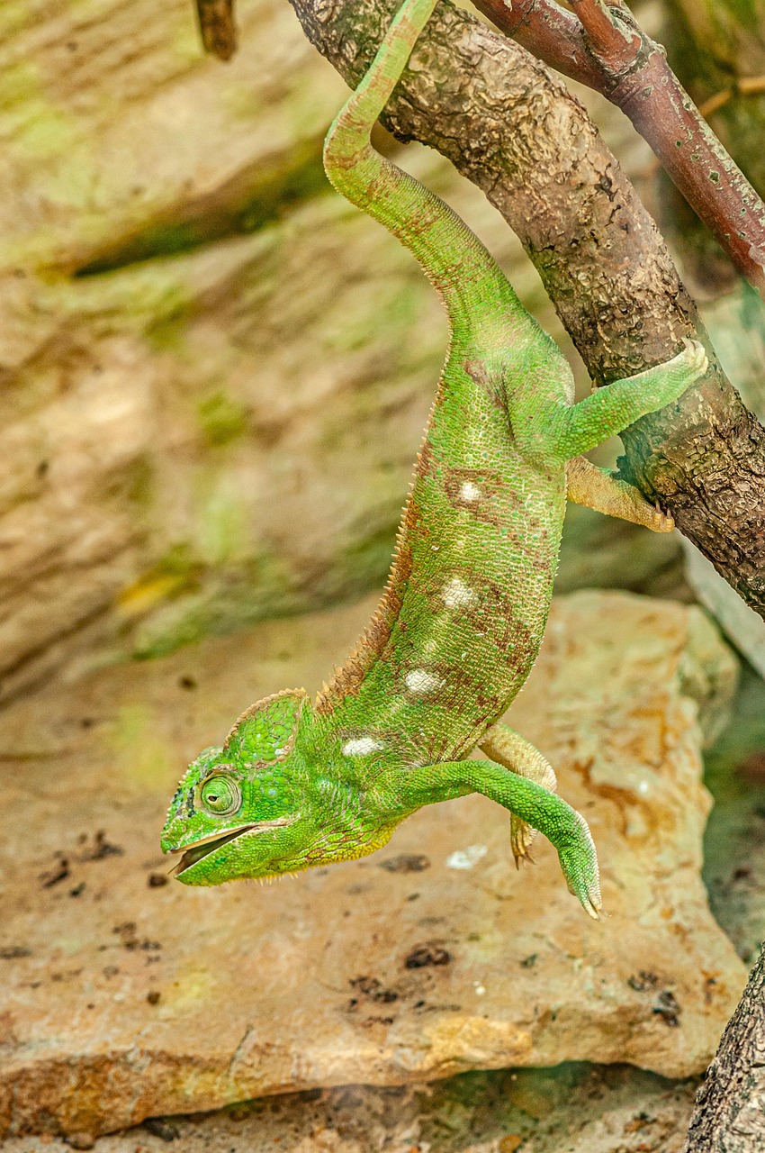 Chameleon Lizard Reptile - Free photo on Pixabay - Pixabay