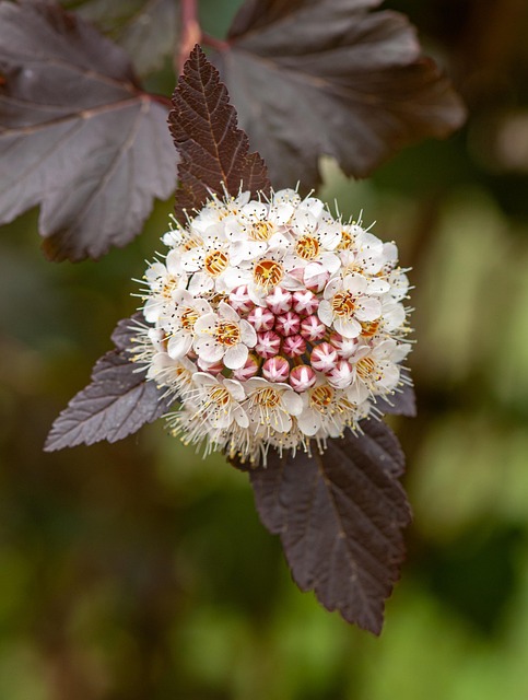 Ninebark Flowers Plant - Free photo on Pixabay - Pixabay