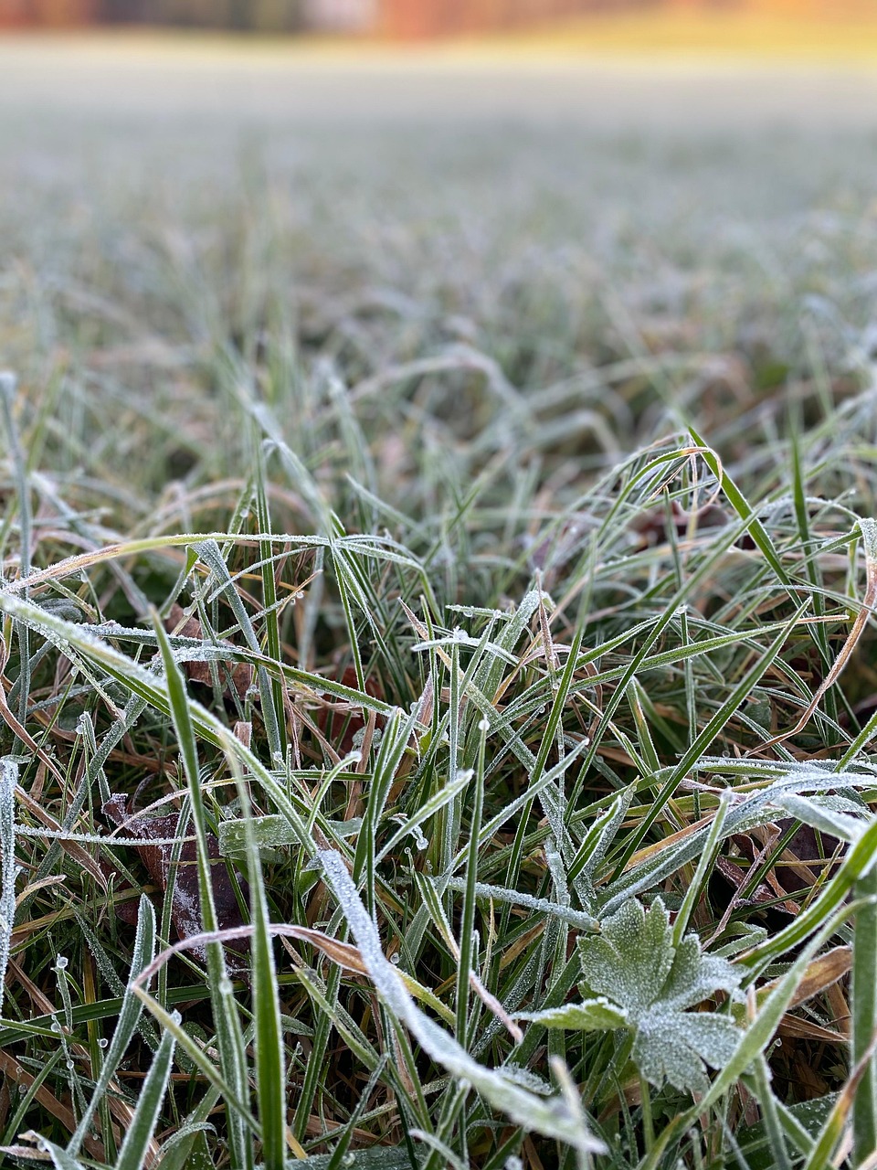 Grass Meadow Nature - Free photo on Pixabay - Pixabay