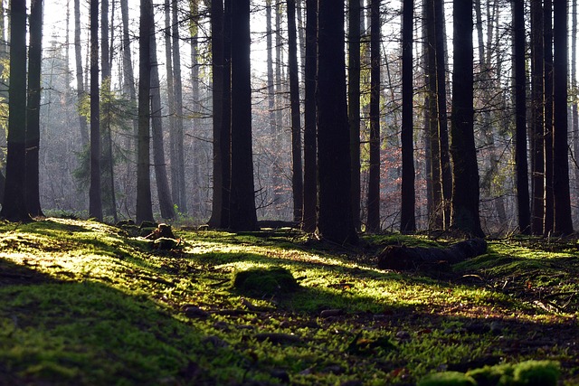 Forêt Nature Vers Le Bas - Photo gratuite sur Pixabay - Pixabay