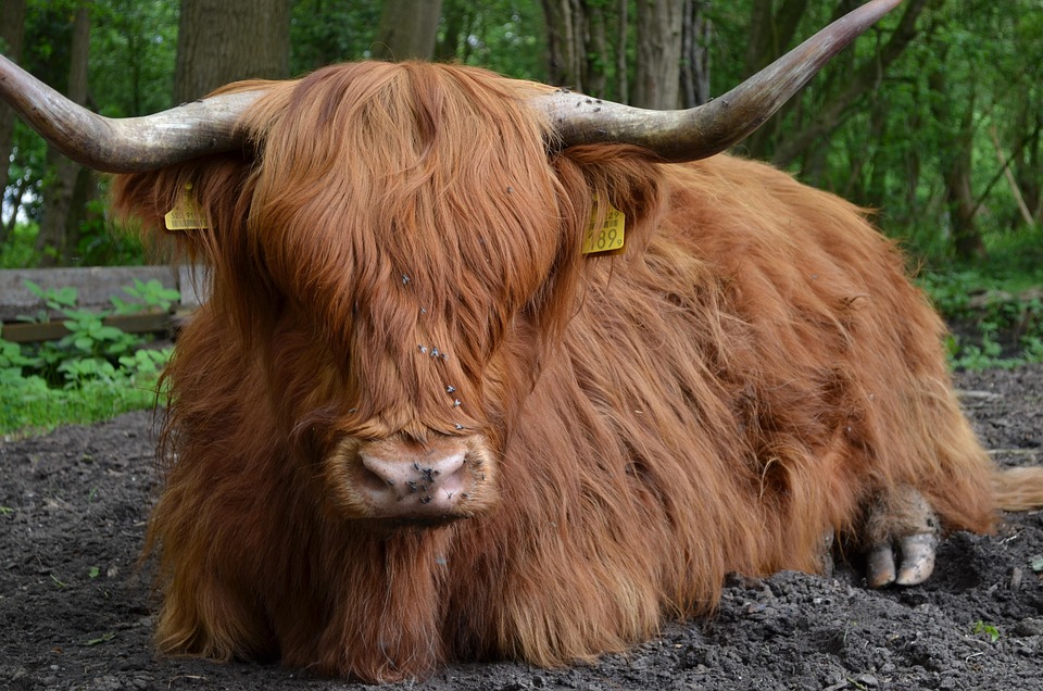 Cow Nature Farm - Free photo on Pixabay - Pixabay