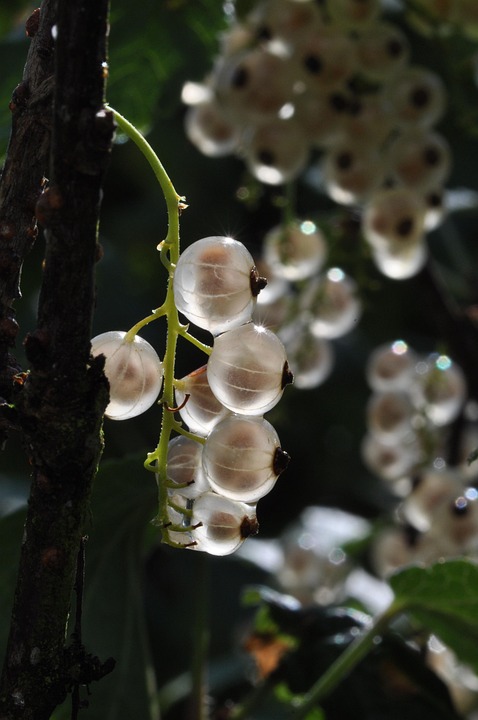 Currants White Fruits - Free photo on Pixabay - Pixabay