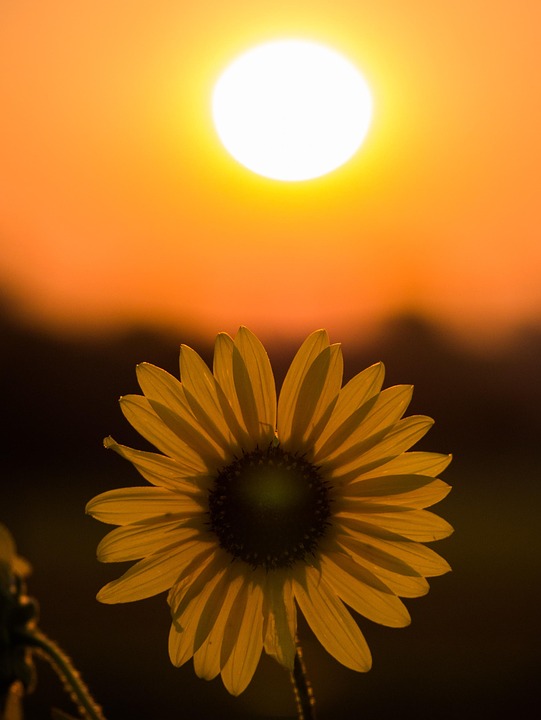 Sunrise' Sunflower Sunset Greeley - Free photo on Pixabay - Pixabay