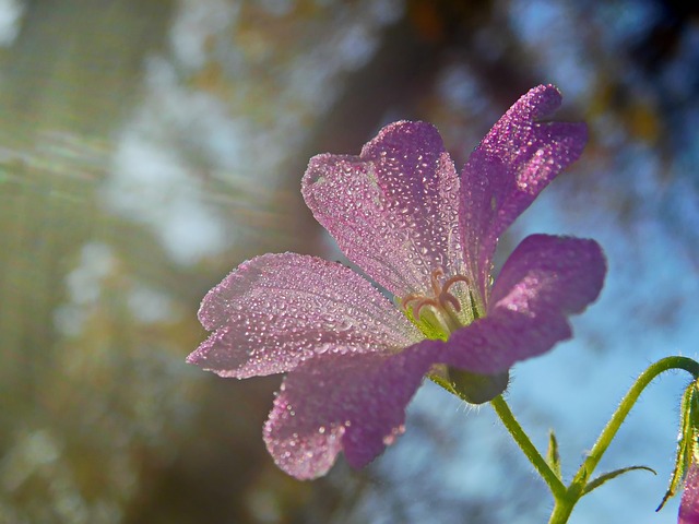 40+ Free Brine & Nature Images - Pixabay