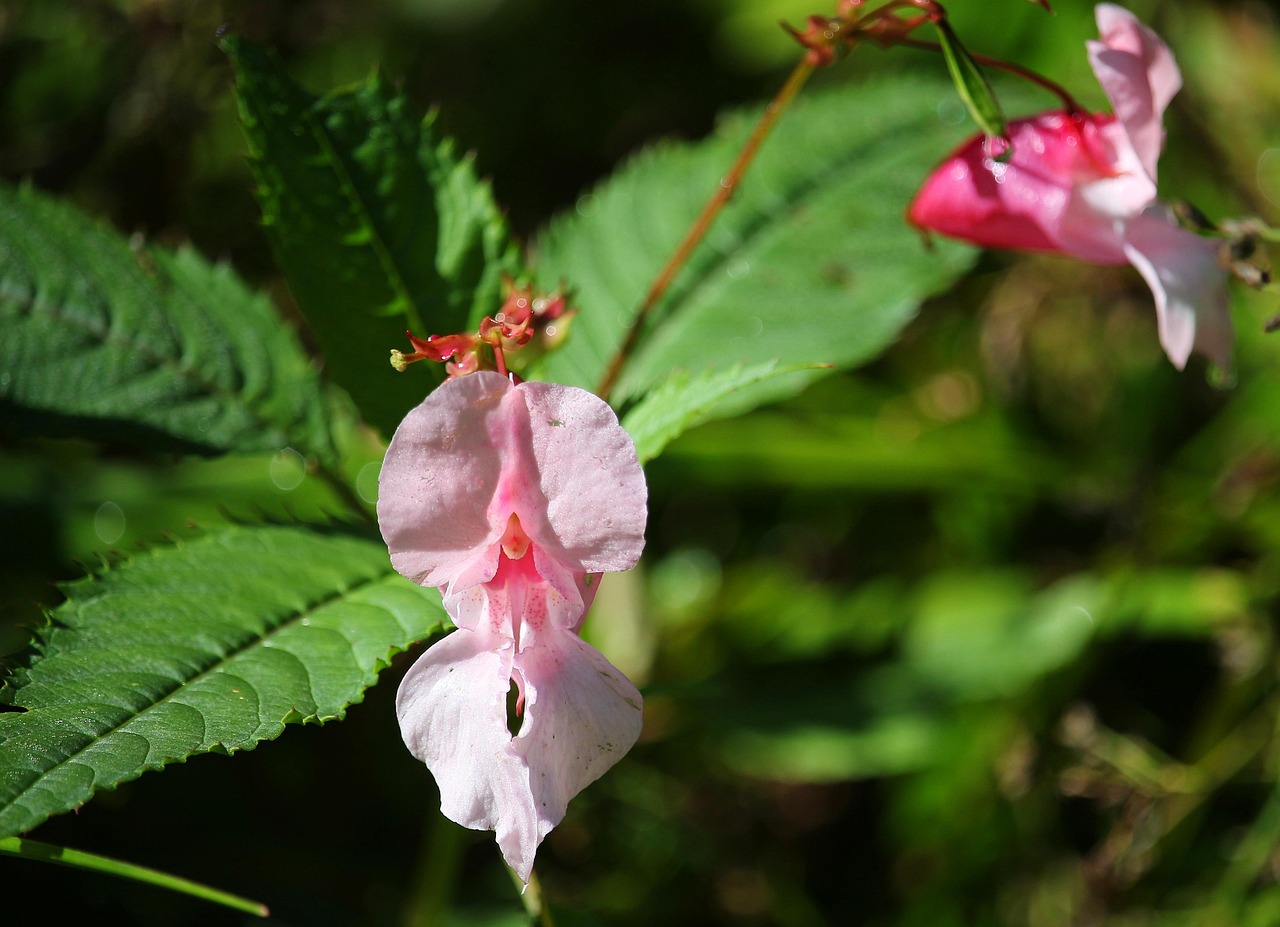 Bunga Merah Jambu Alam - Foto gratis di Pixabay - Pixabay