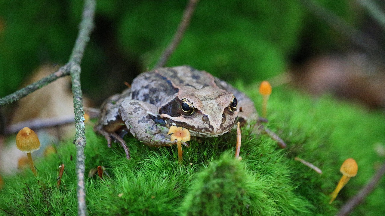 Varangy Béka Kétéltű - Ingyenes fotó a Pixabay-en - Pixabay