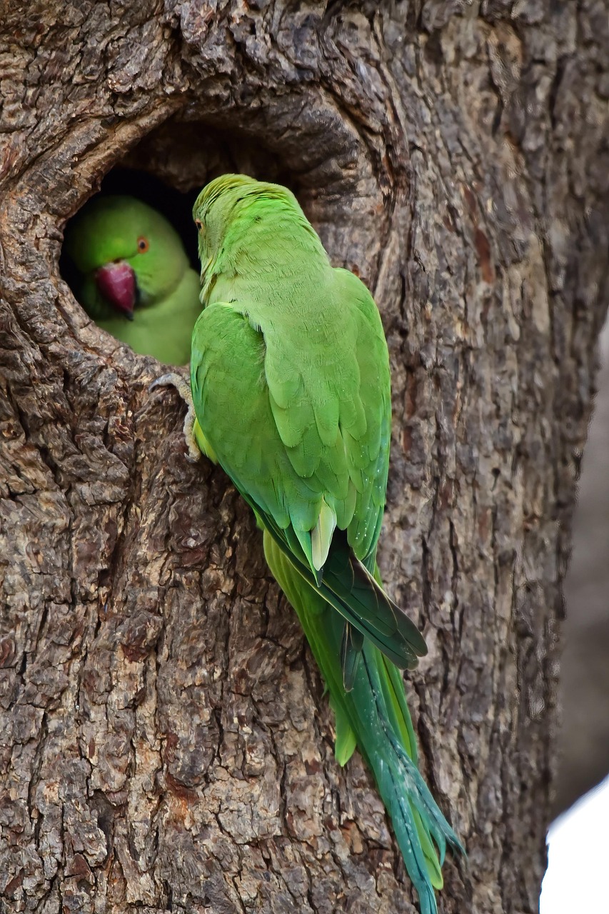 Perico Par De Periquitos - Foto gratis en Pixabay - Pixabay