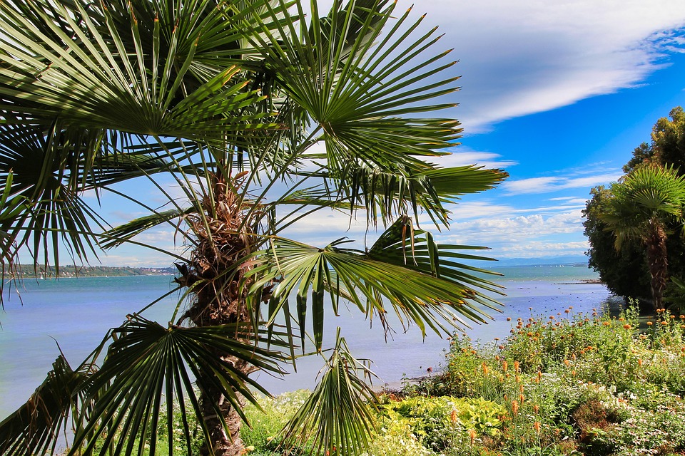 Lago De Constanza Mainau Excursión - Foto gratis en Pixabay - Pixabay