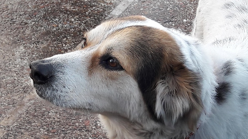 Hund Kopf Haustier - Kostenloses Foto auf Pixabay - Pixabay