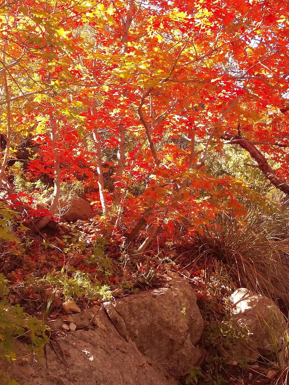 Fall Foliage Leaves Autumn - Free photo on Pixabay - Pixabay