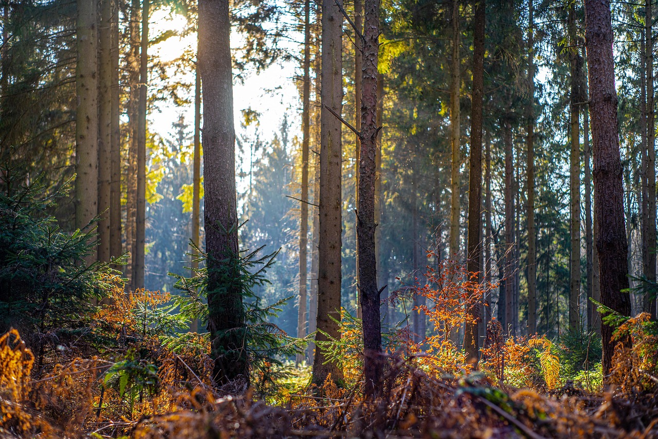Des Arbres Feuilles Forêt - Photo gratuite sur Pixabay - Pixabay