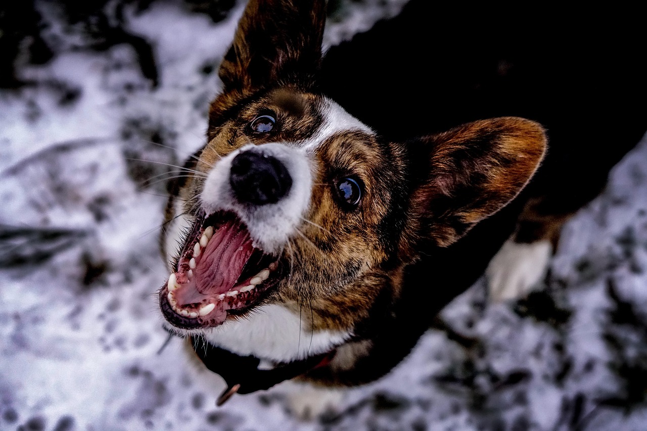 柯基犬 狗 宠物 - Pixabay上的免费照片 - Pixabay