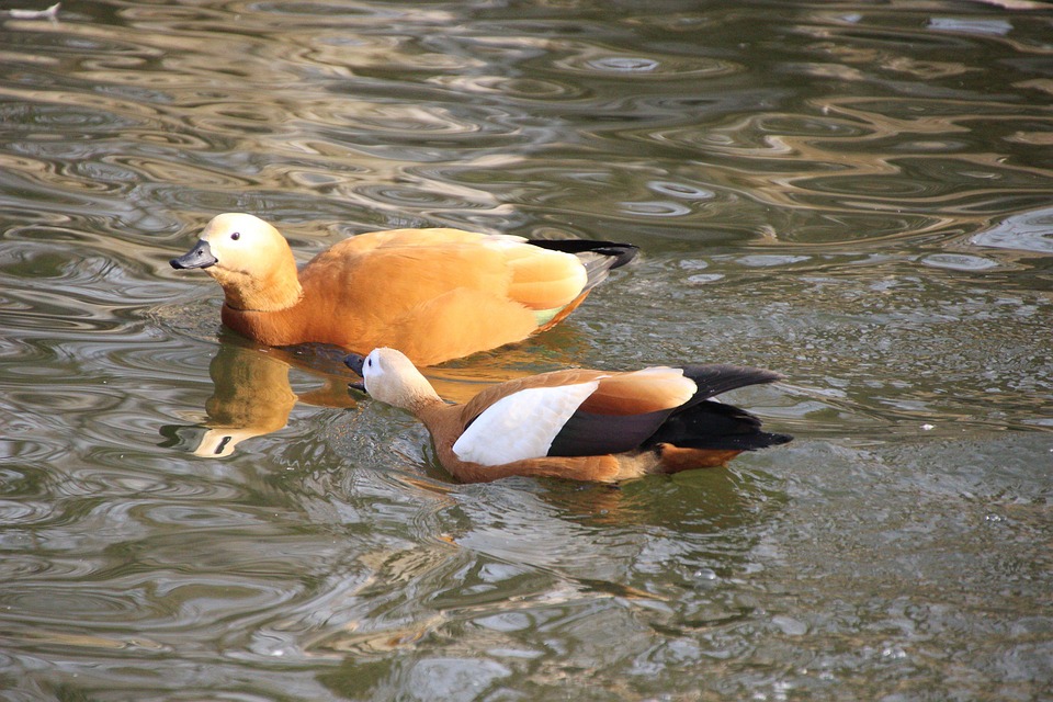 Shelducks Ruivo Vadear Patos - Foto gratuita no Pixabay - Pixabay