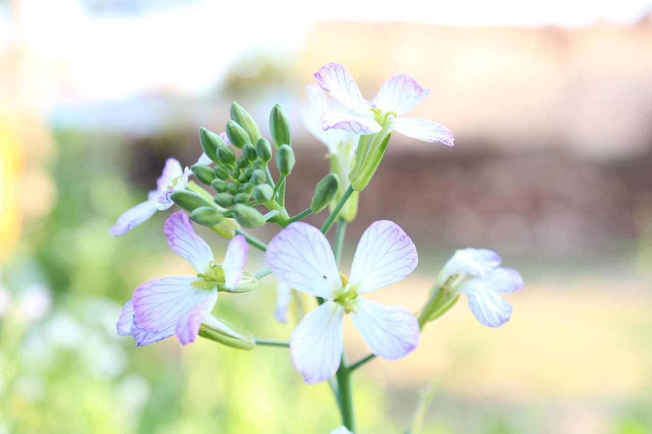 Folwers Whiteflowers - Foto gratuita no Pixabay - Pixabay