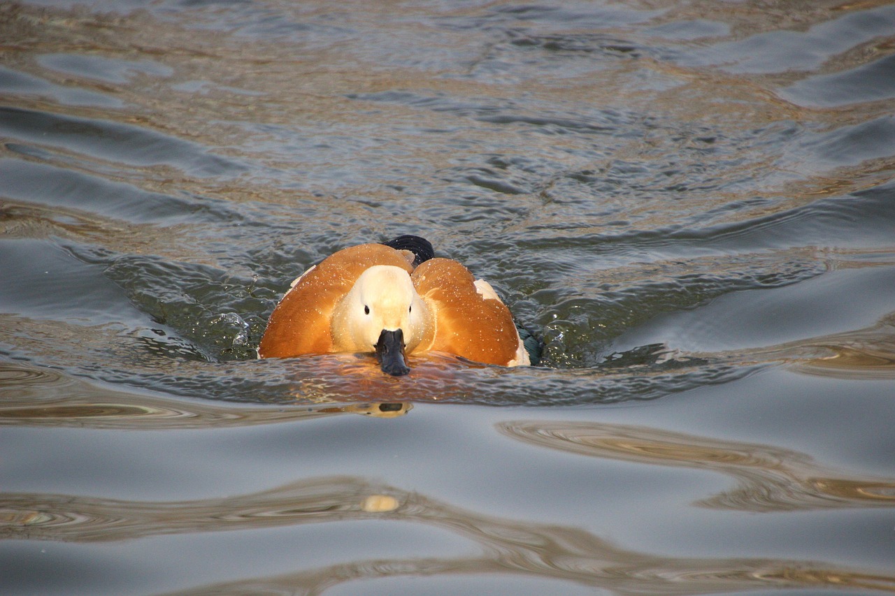 Ruddy Shelduck Duck Bird - Free photo on Pixabay - Pixabay