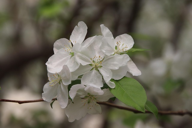 Malus Spectabilis Nature Plant - Free photo on Pixabay - Pixabay