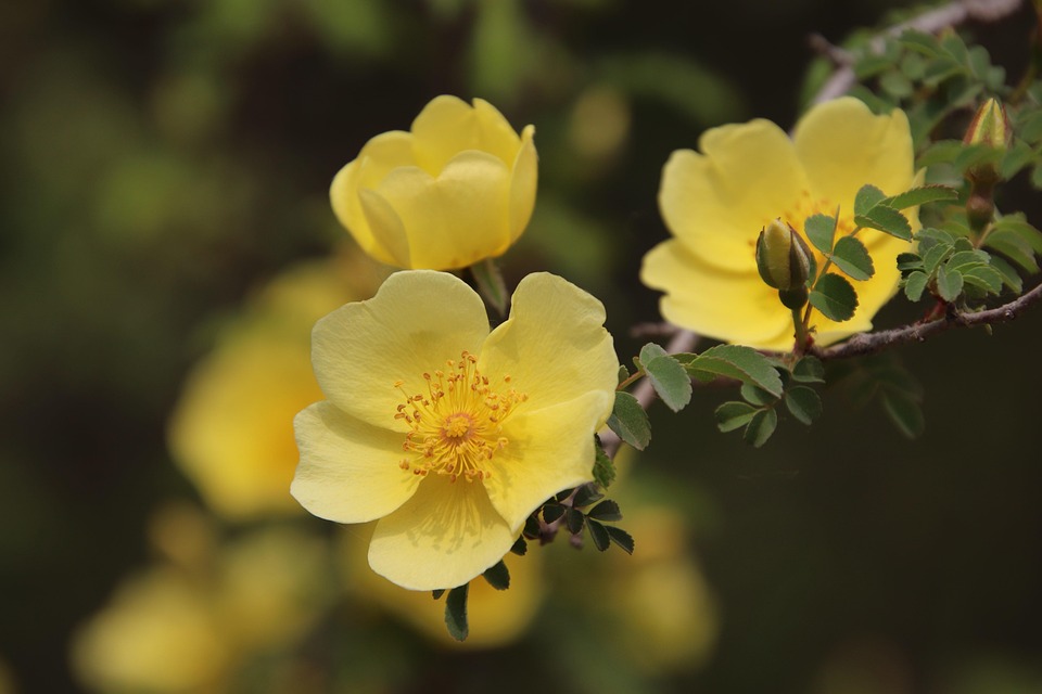 Flowers Petals Yellow - Free photo on Pixabay - Pixabay
