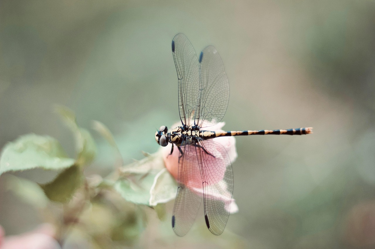 Dragonfly Rose Insect - Free photo on Pixabay