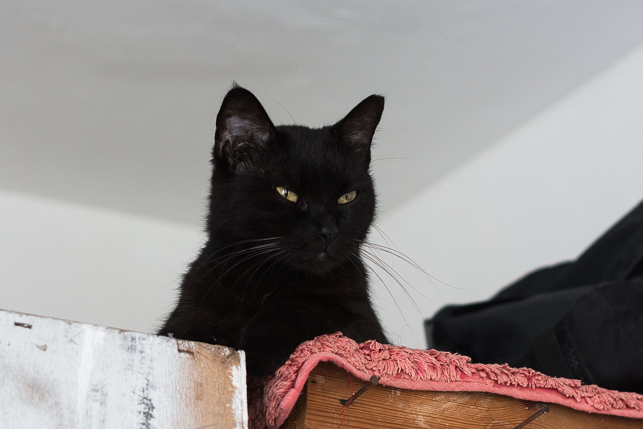 Cat Chat Noir Animal De - Photo gratuite sur Pixabay - Pixabay