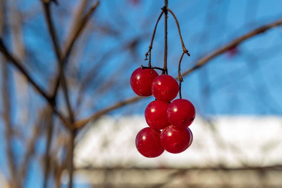 Viburnum Berry Fruit - Free photo on Pixabay
