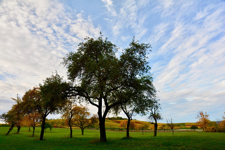 Des Arbres Bosquet Nuages - Photo gratuite sur Pixabay - Pixabay