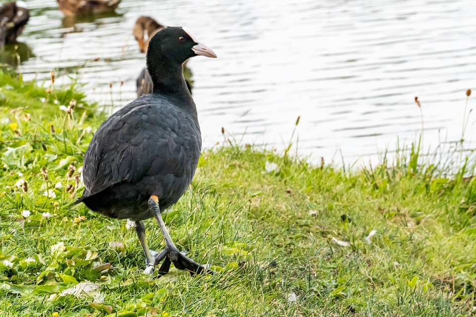 Bird Lake Pond - Free photo on Pixabay