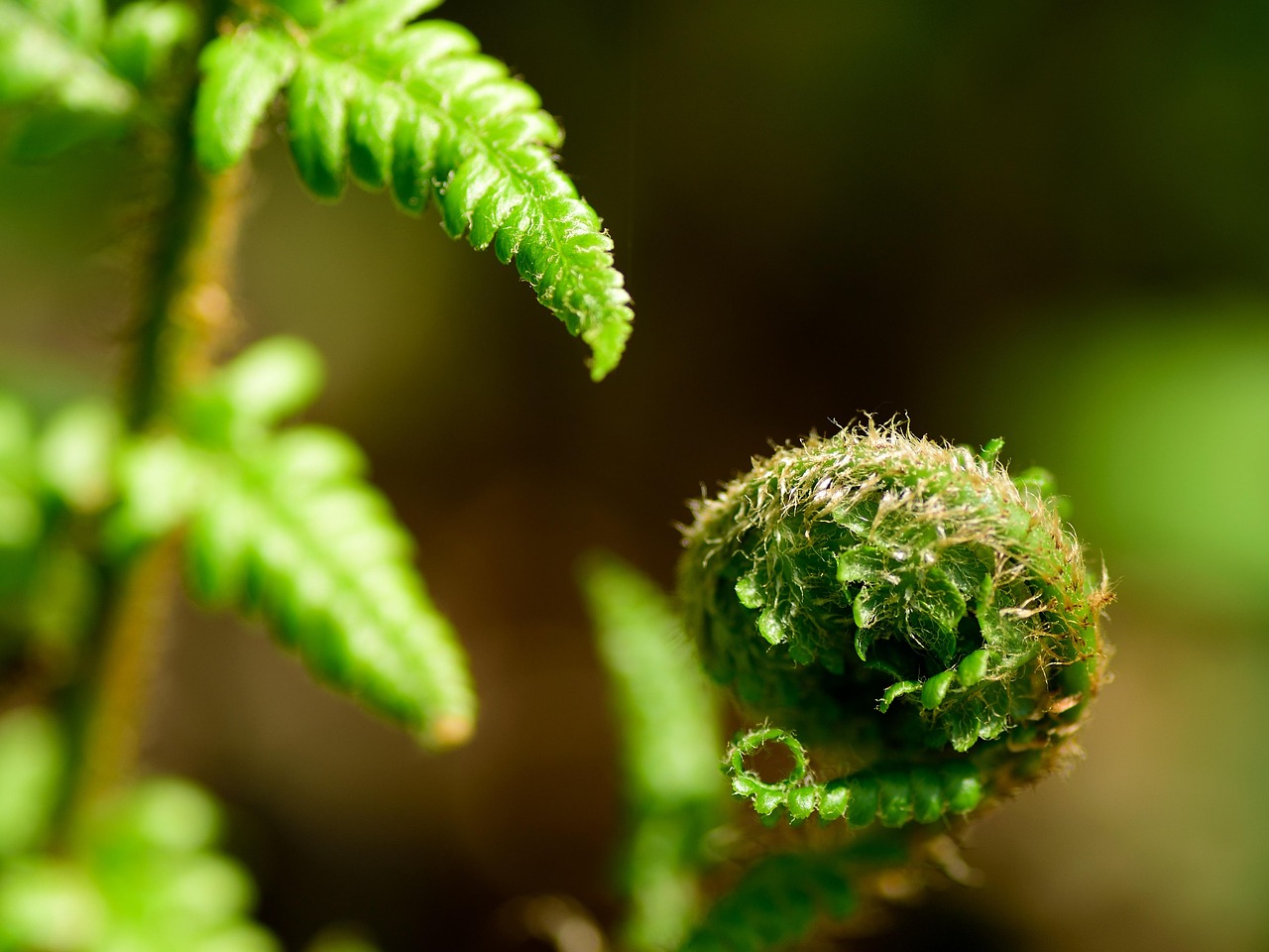 Fougère Bourgeon Vert - Photo gratuite sur Pixabay - Pixabay