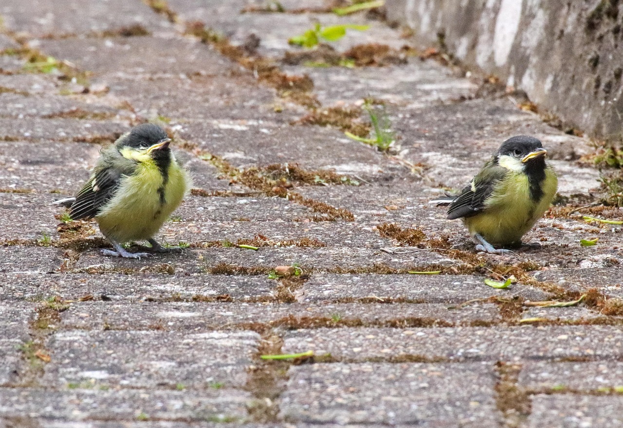 Des Oiseaux Bébé Oiseau Oisillons - Photo gratuite sur Pixabay - Pixabay