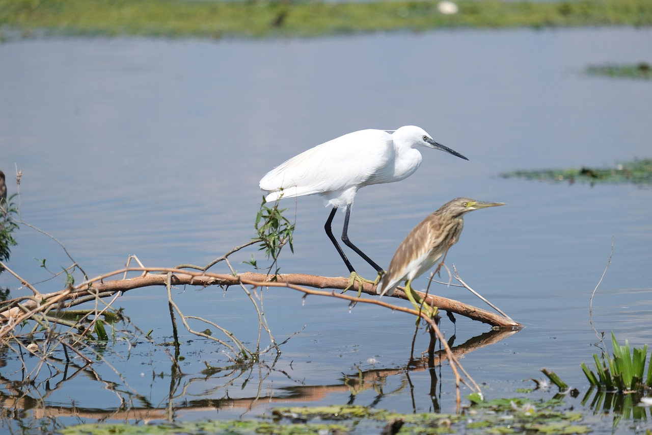 200+ Free Water Conservation & Nature Images - Pixabay
