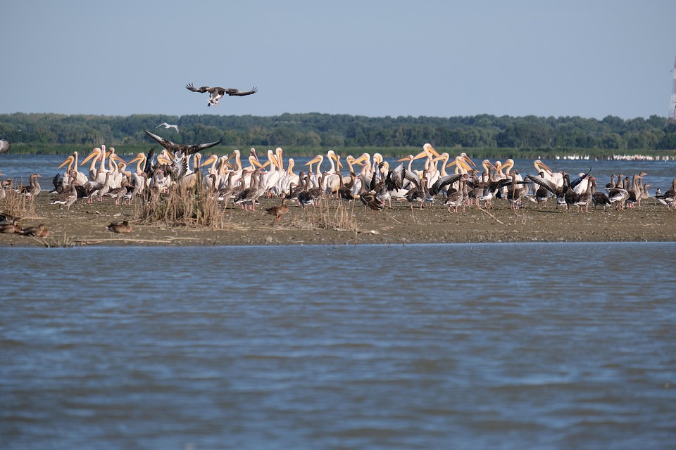 Great White Pelicans Birds Flock - Free photo on Pixabay