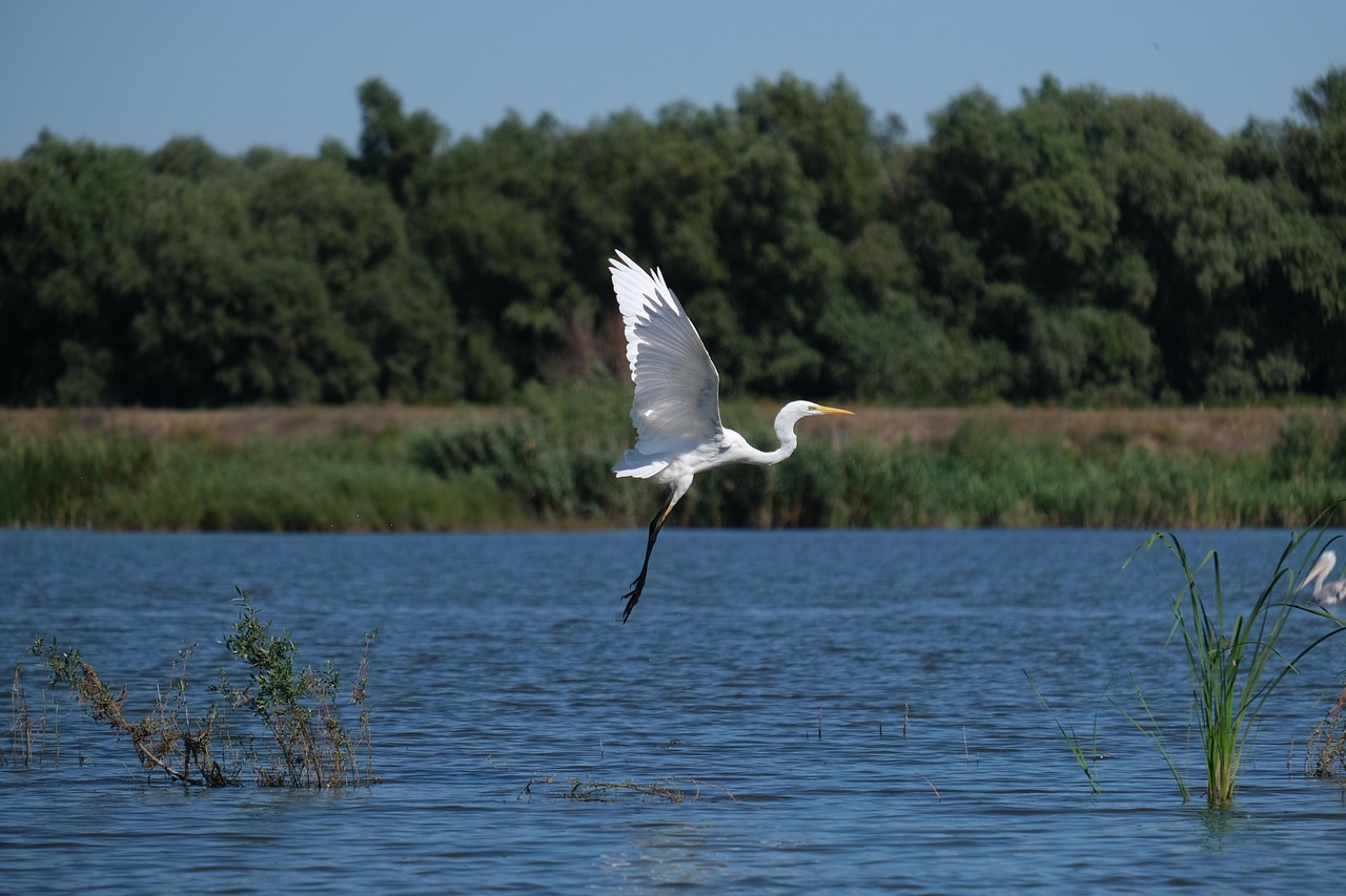Great White Egret Bird Flight - Free photo on Pixabay