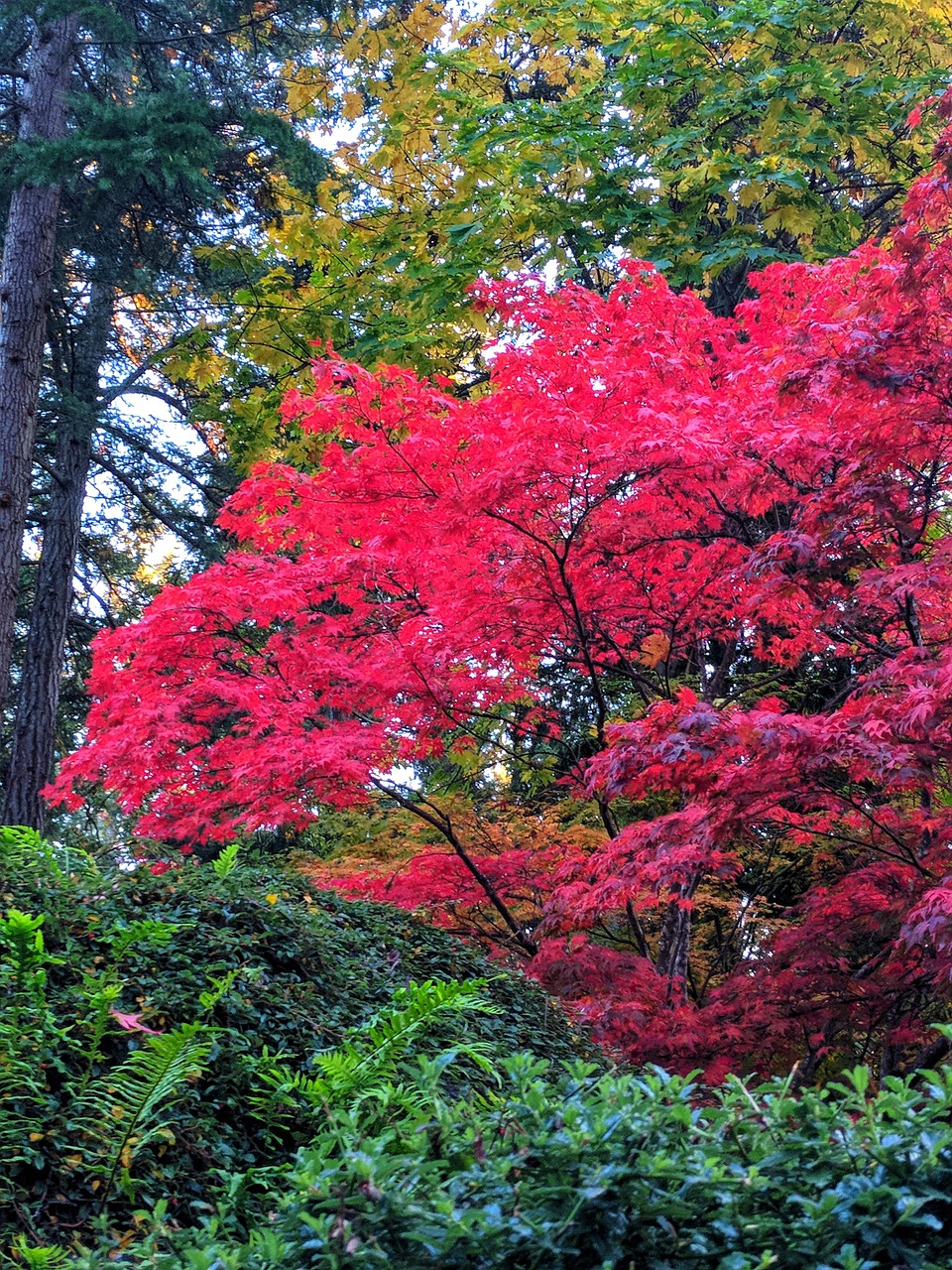 Japanese maple tree pictures