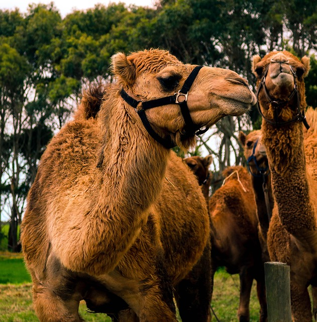 Camel Farm Animal - Free photo on Pixabay - Pixabay