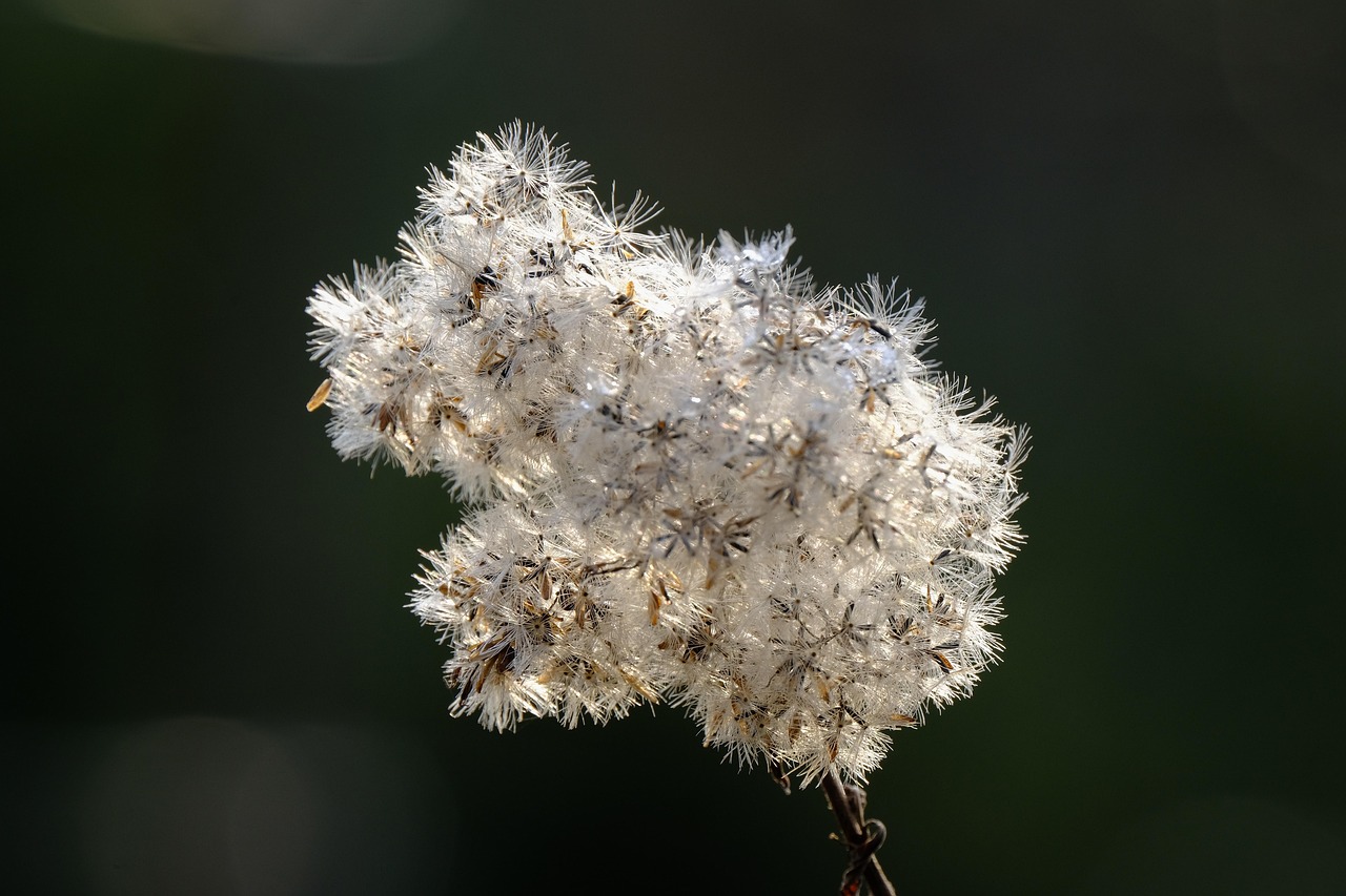 Goldenrod Seed Head Plant Flying - Free photo on Pixabay