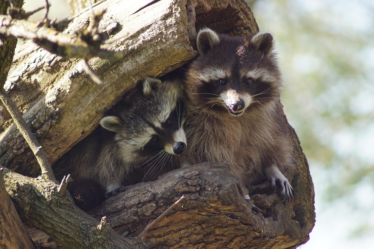 Raccoons Pair Log - Free photo on Pixabay - Pixabay