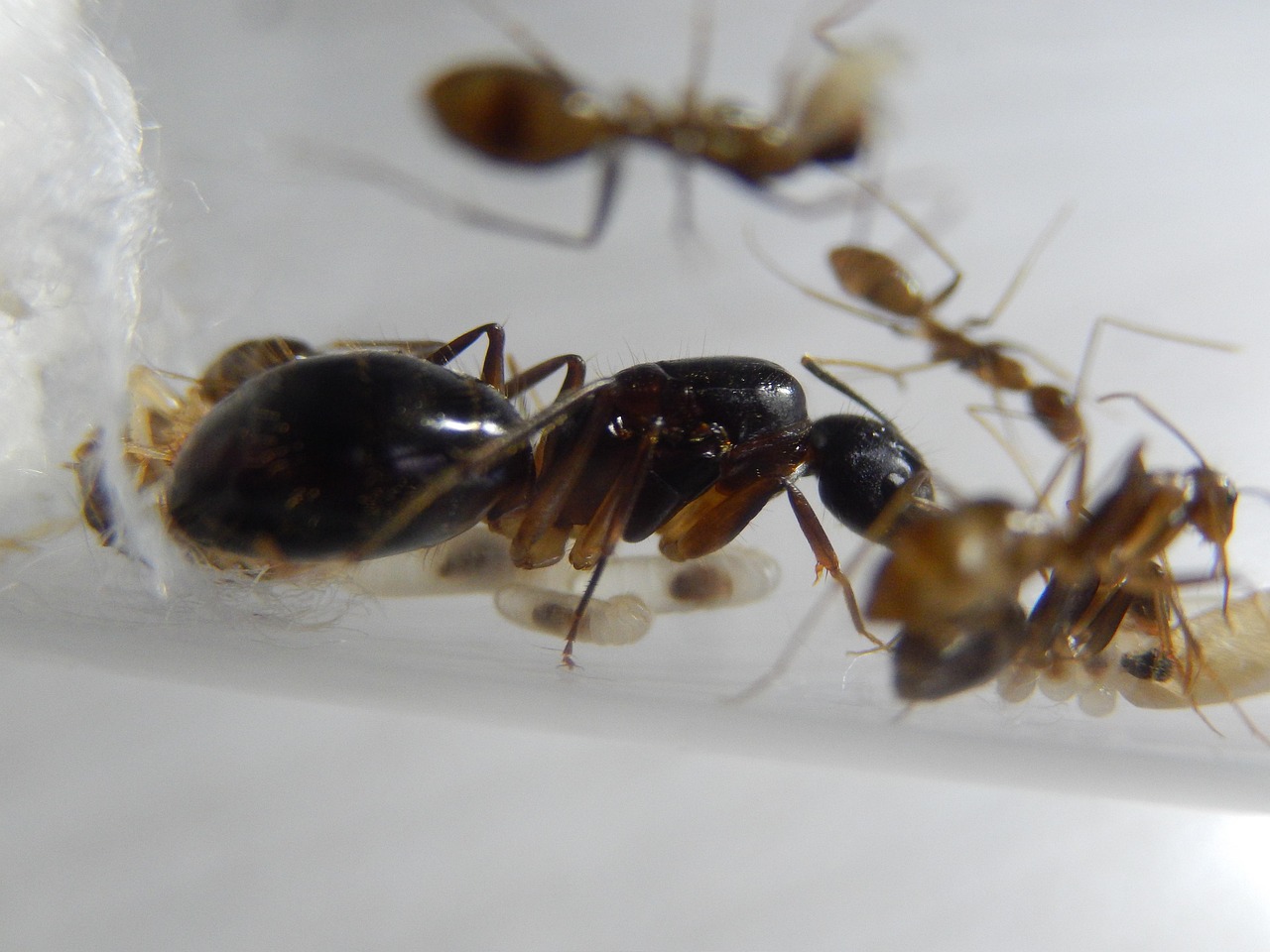 Ant Camponotus Confer - Free photo on Pixabay