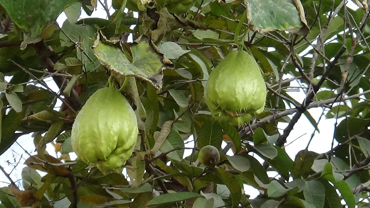 Chayote Mirliton - Foto gratis en Pixabay - Pixabay
