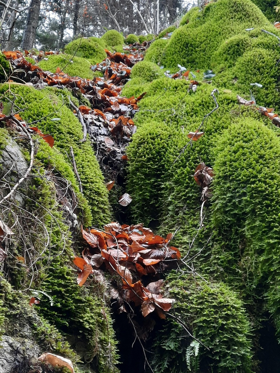 Mousse Forêt Nature - Photo gratuite sur Pixabay - Pixabay