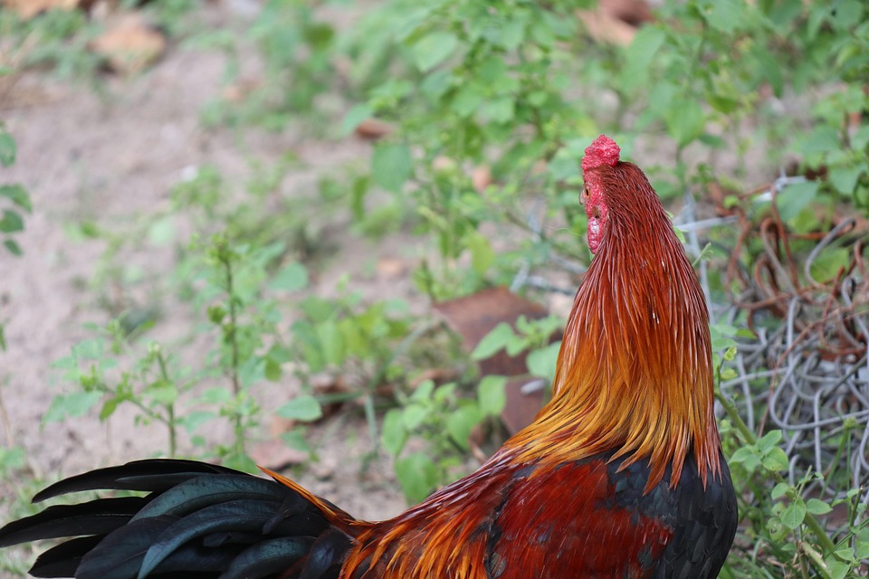 Rooster Chicken Animal - Free photo on Pixabay