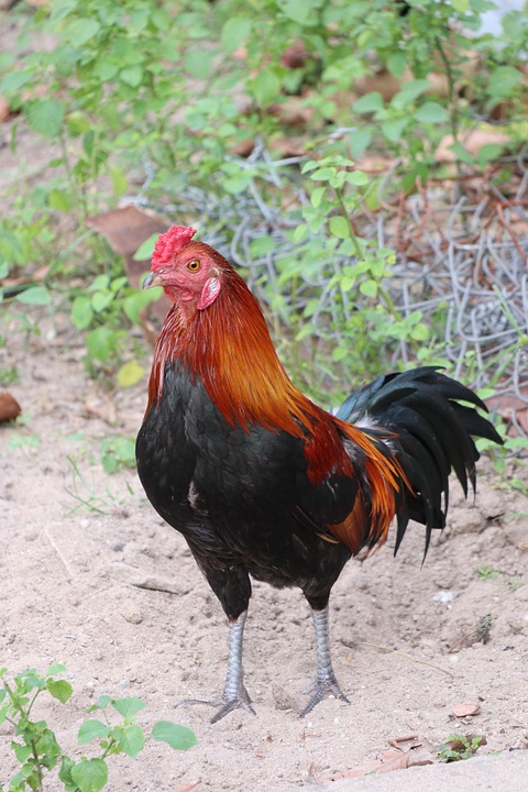 Rooster Chicken Animal - Free photo on Pixabay