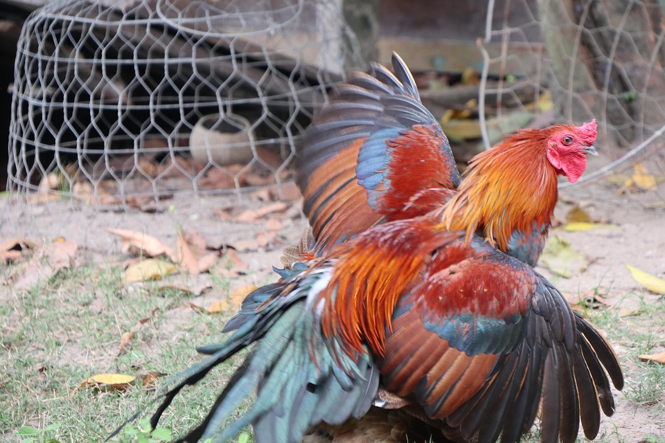 Rooster Open Wings Long Hair Tail - Free photo on Pixabay - Pixabay