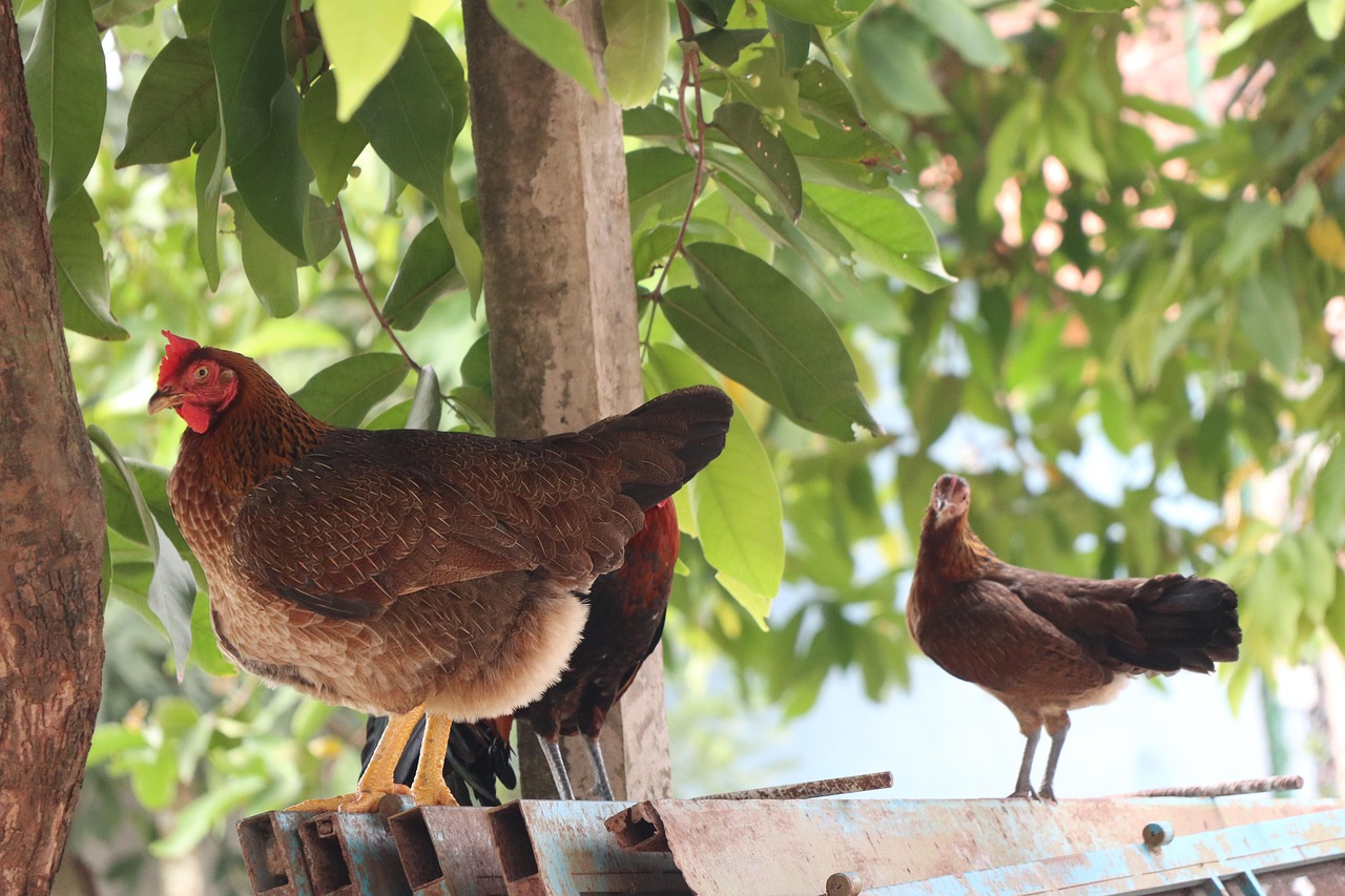 Les Poules Poulets Animaux Des - Photo gratuite sur Pixabay