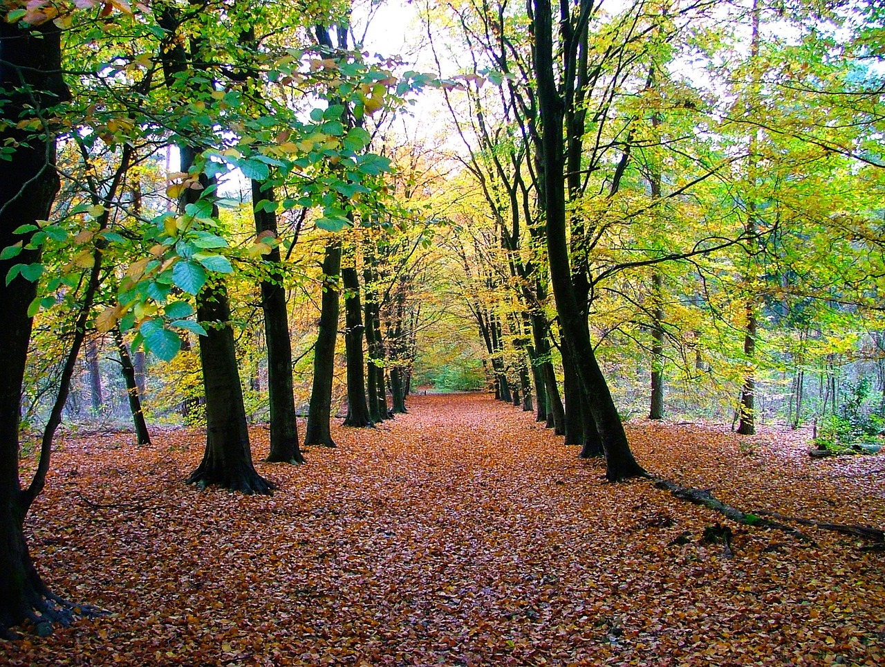Faixa Arvores Floresta - Foto gratuita no Pixabay - Pixabay