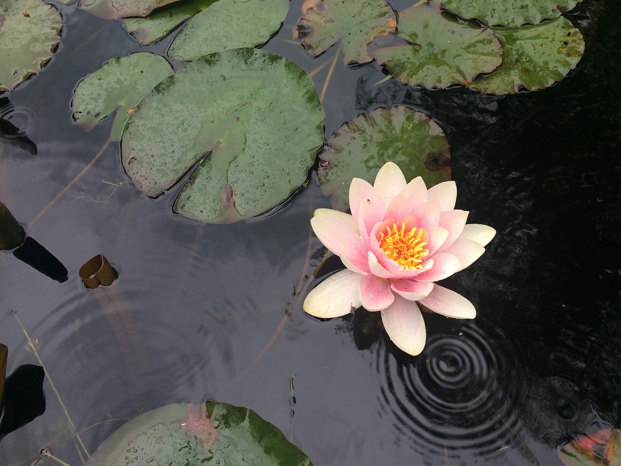 Lirio De Agua Seleger Moor - Foto gratis en Pixabay - Pixabay