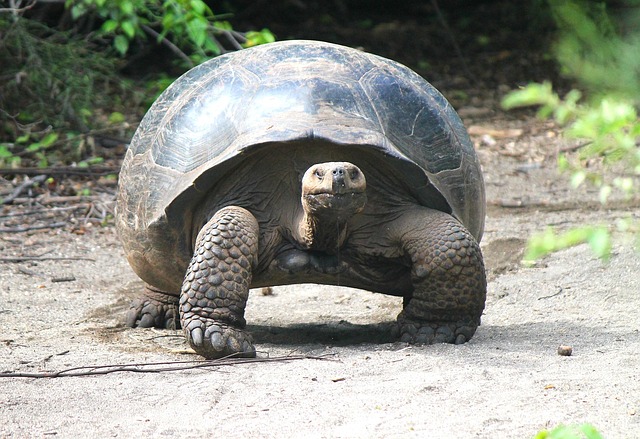 Tortuga Galápagos - Foto gratis en Pixabay - Pixabay